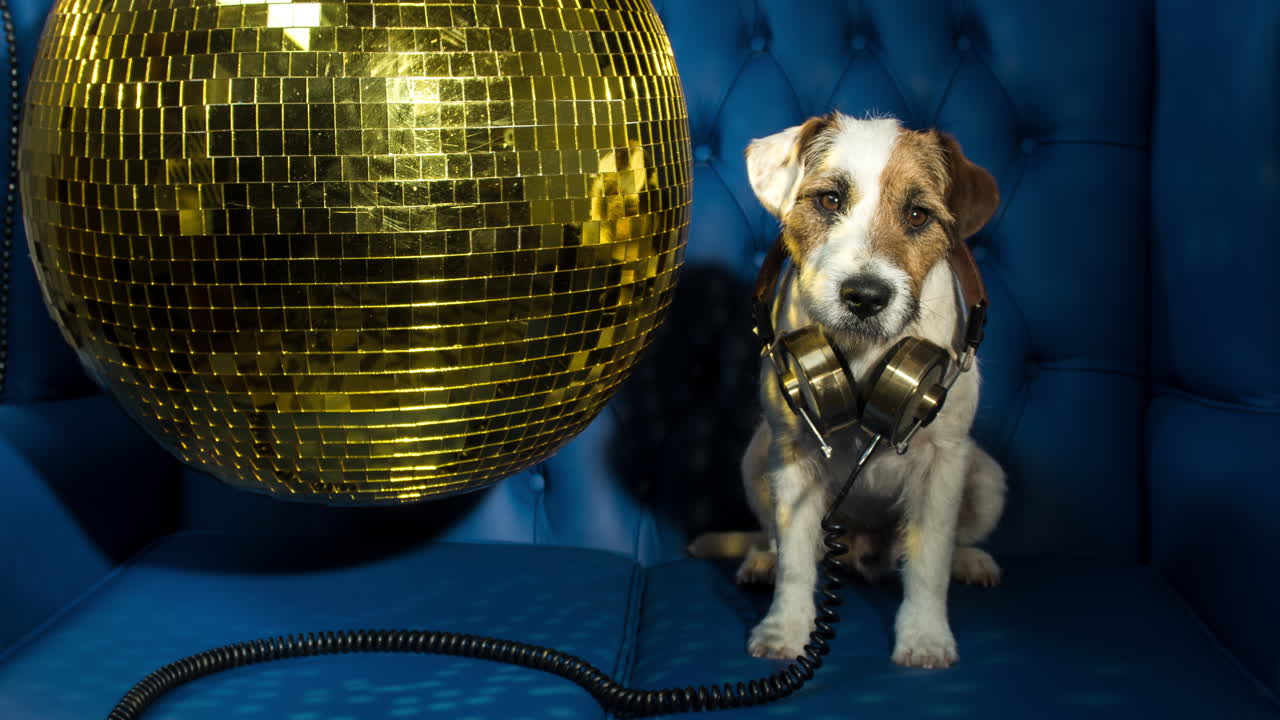 Premium stock video - Dog disco 4k 15