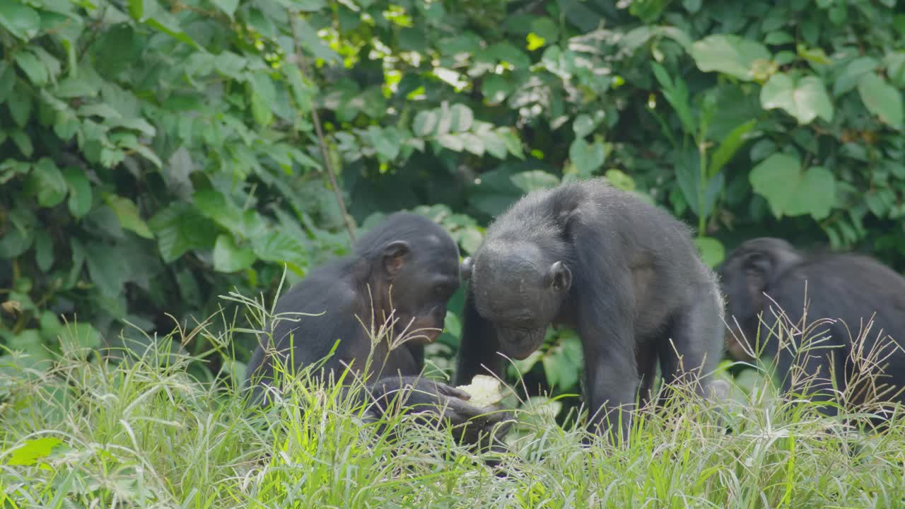 Descarga Gratis Vídeos De Stock De Un Grupo De Bonobos Comiendo Fruta ...