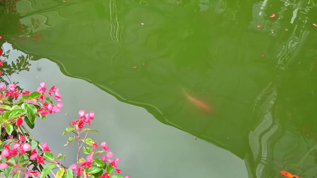 Fish in pond. Very beautiful and tame fish | Premium Stock Video Footage