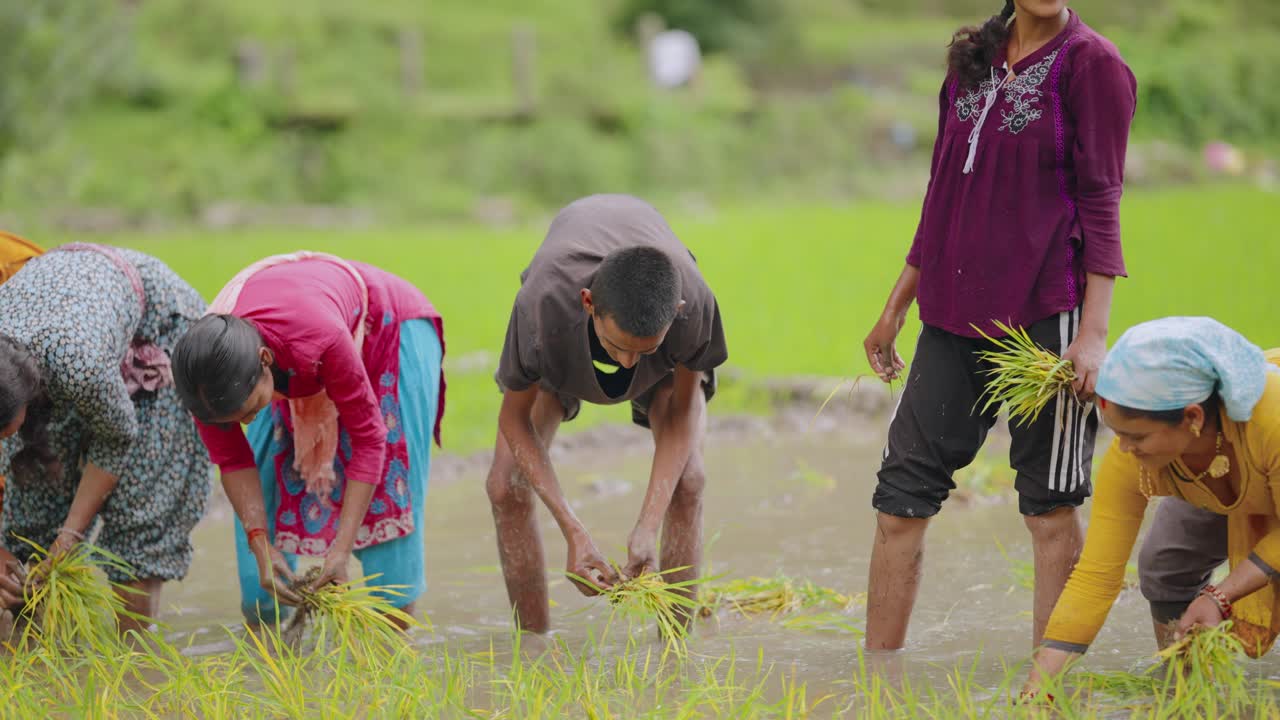Village woman holding rice saplings, smiling as she plants them in the ...