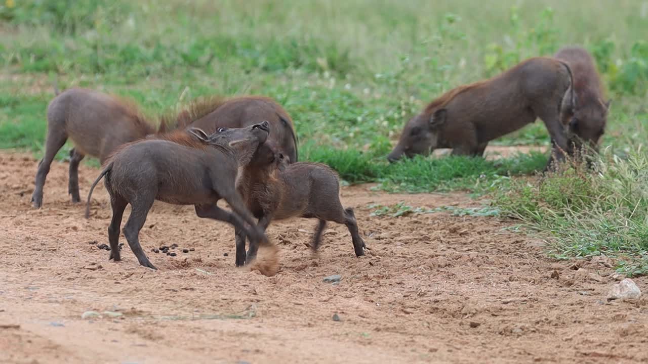 Premium stock video - A wide shot of four cute warthog piglets fighting ...
