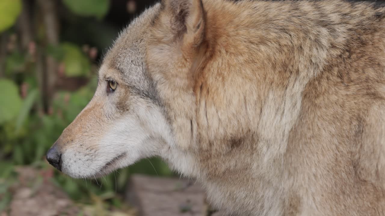 Premium stock video - Wolf (canis lupus), also known as the gray wolf ...