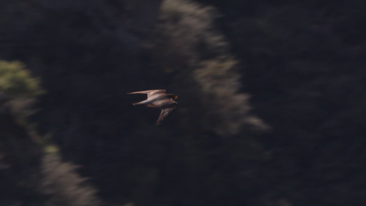 Premium stock video - Peregrine falcon seen gliding swooping across a ...