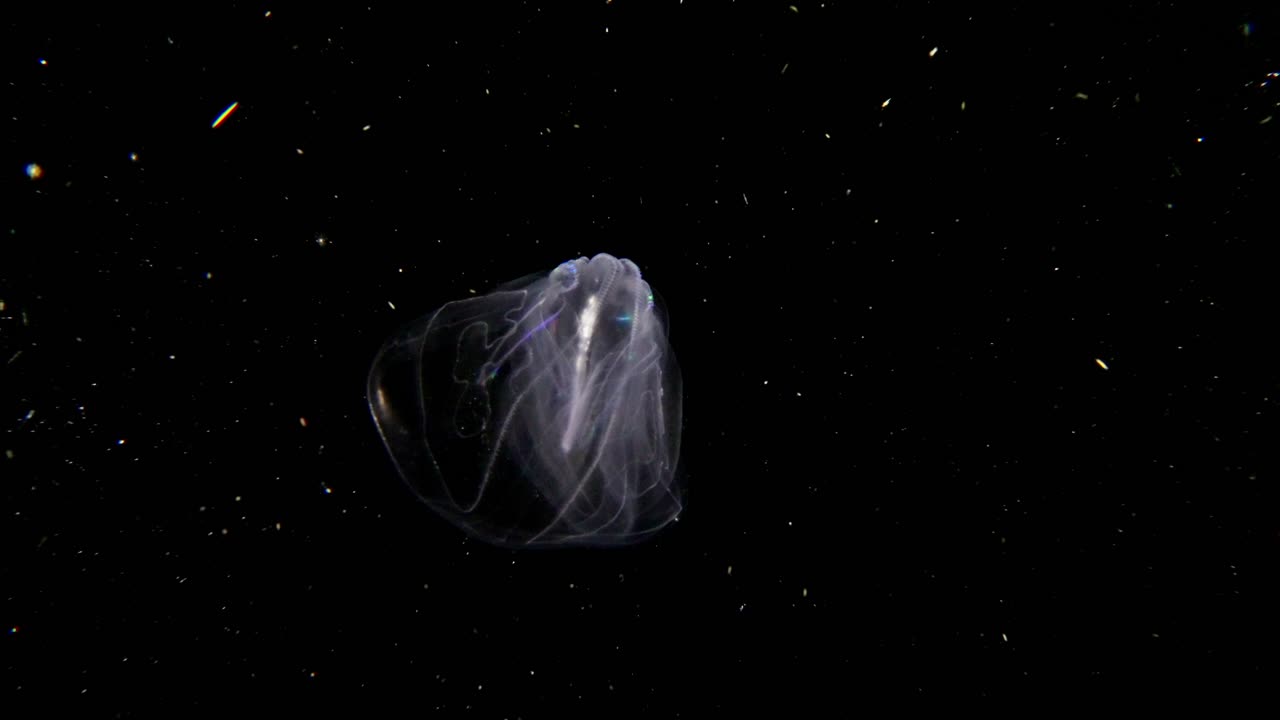 Winged Comb Jelly ctenophore with light refracting off the cilia , as ...