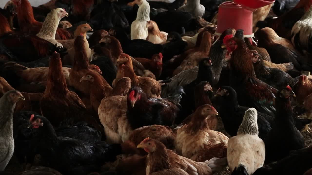 Crowded Chicken Farm, Lot Of Chickens In Small Space Walking And Eating ...