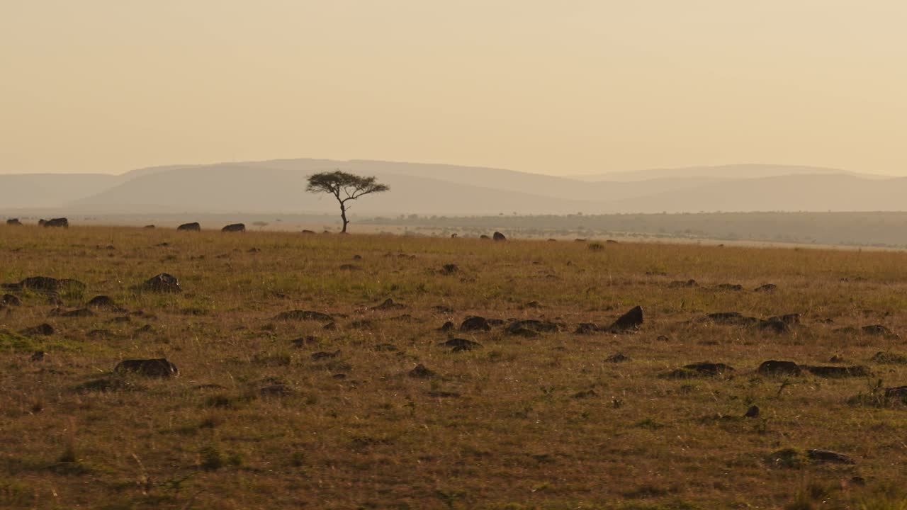 Premium stock video - Slow motion of masai mara savannah landscape ...