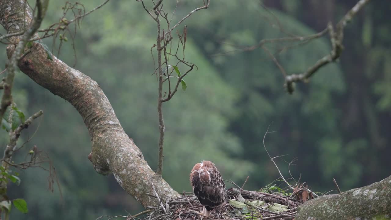 Premium stock video - A wild javan hawk eagle chick cleans its feathers ...