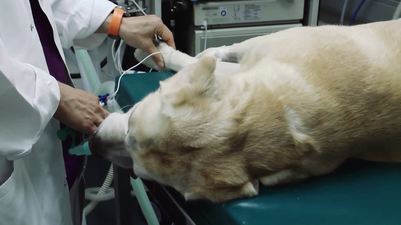 Premium stock video - Dog in anesthesia at the vet awaiting surgery ...