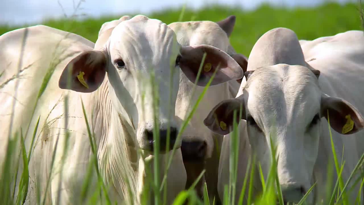 Premium stock video - Close up shot of the heads of two white nelore ...