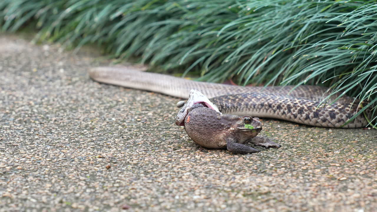 Premium stock video - A keelback snake trying to swallow a frog in thailand