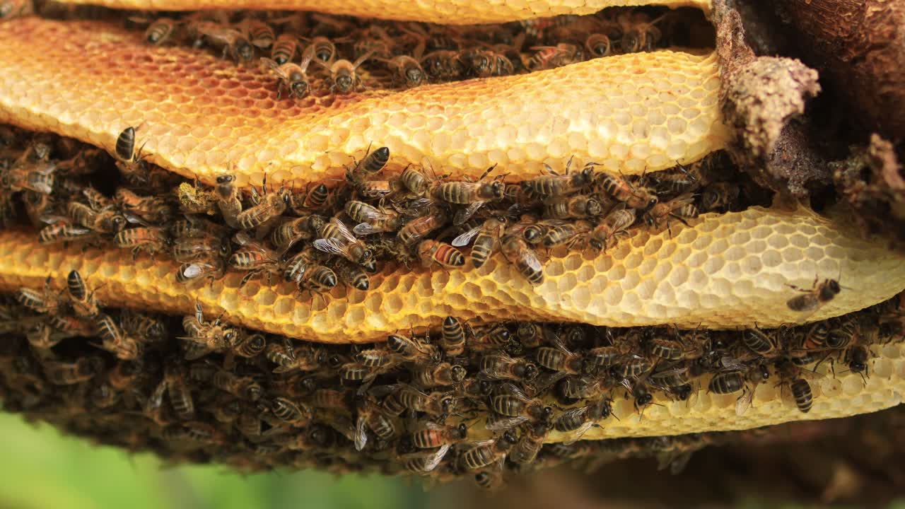 Premium stock video - Vertical close up showing layers of a honeycomb ...