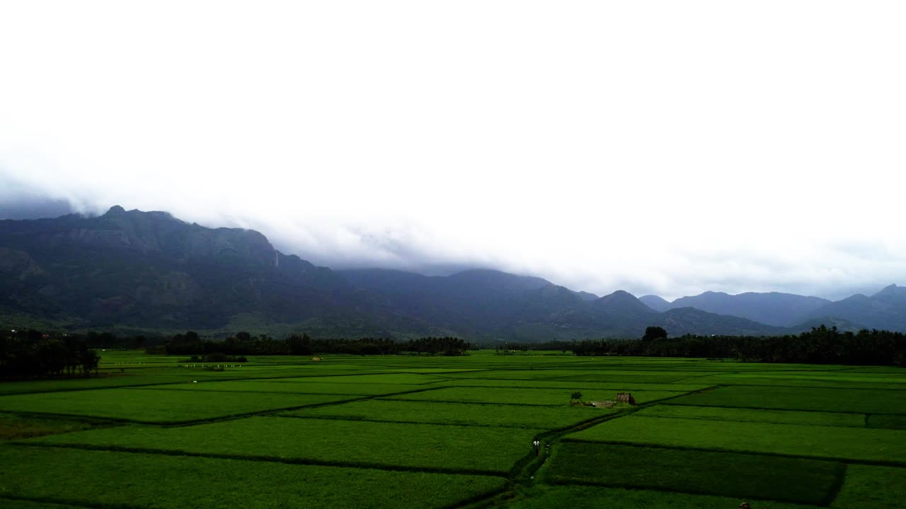 Drone Footage Moving Backwards Across A Green Paddy Field In Rural ...