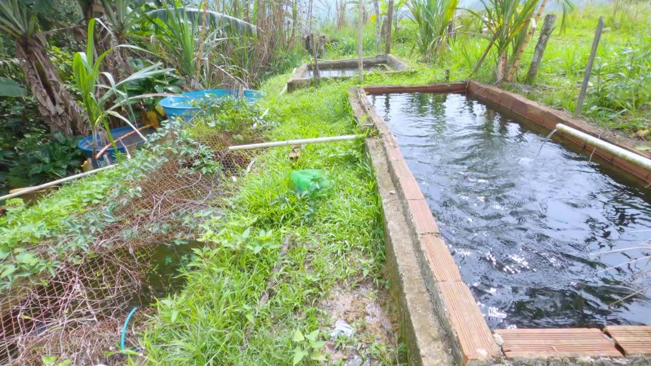 Premium stock video - Tilapia fish farming ponds