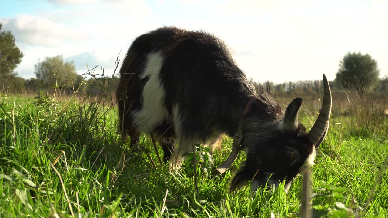 Goat with thick fur and large horns eating grass, ground level closeup ...