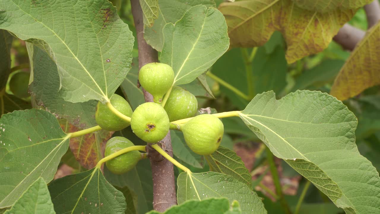 Close up of a bunch of common figs growing on a tree that is swinging ...