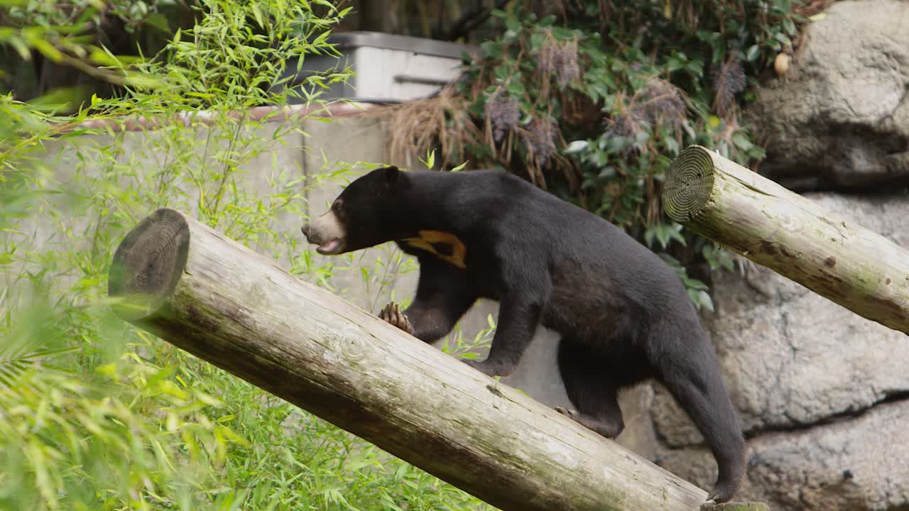 Sun bear climbing log in zoo habitat Premium Stock Video Footage