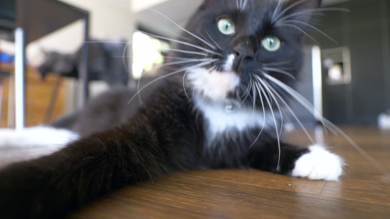 Premium stock video - Super slow motion of cute cat beating with paws ...