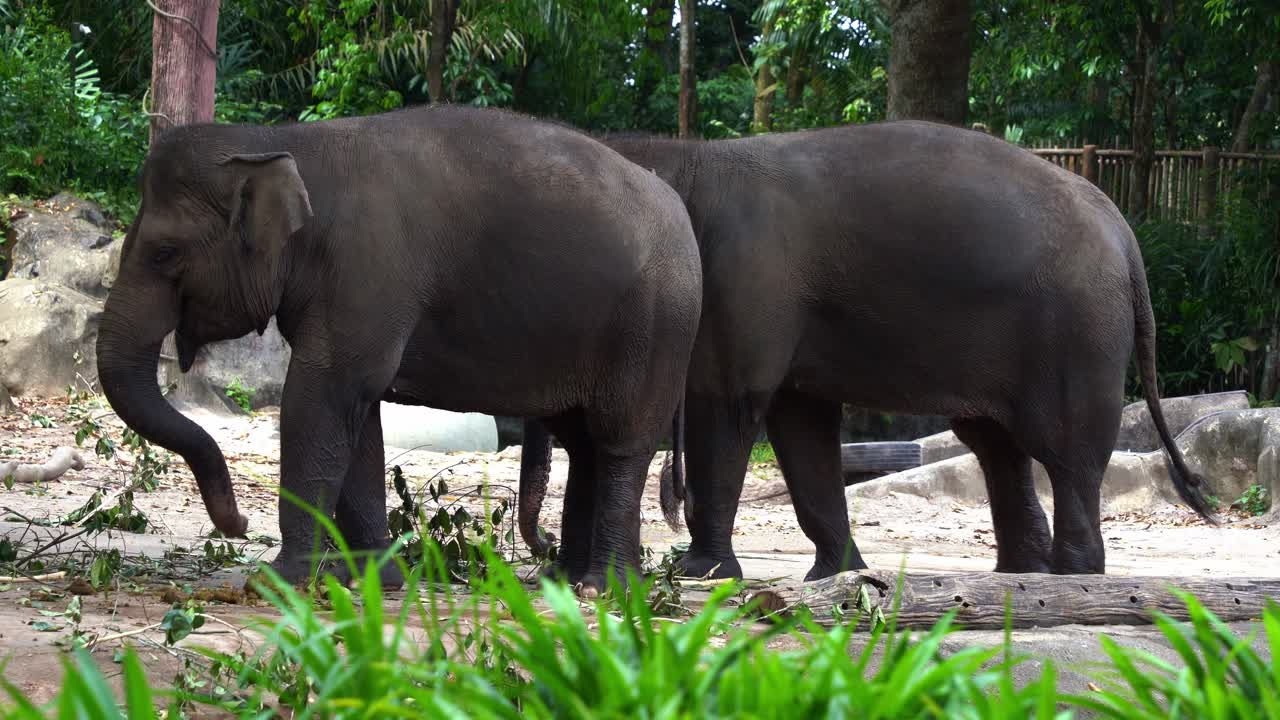 Large Land Mammals, Two Asian Elephants, Elephas Maximus Standing Side ...