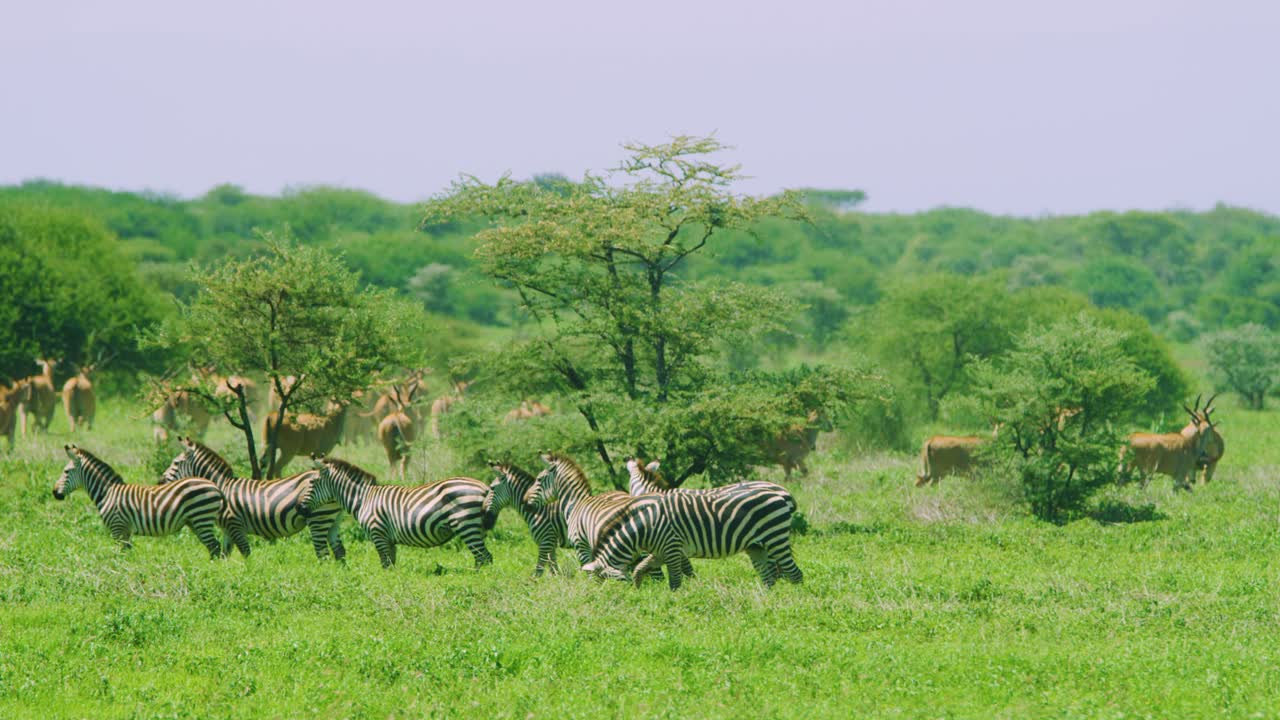 Zebras and antelope in the wild in tanzania africa in super slow motion ...