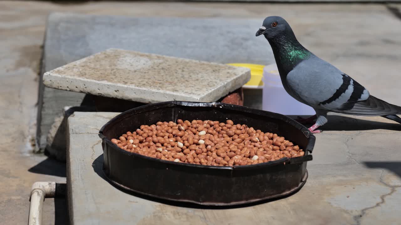 Premium stock video - Group of pigeons eating food from a plate in the ...