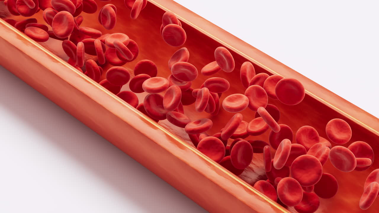 Red blood cells in the blood vessel, 3d rendering | Premium Stock Video ...