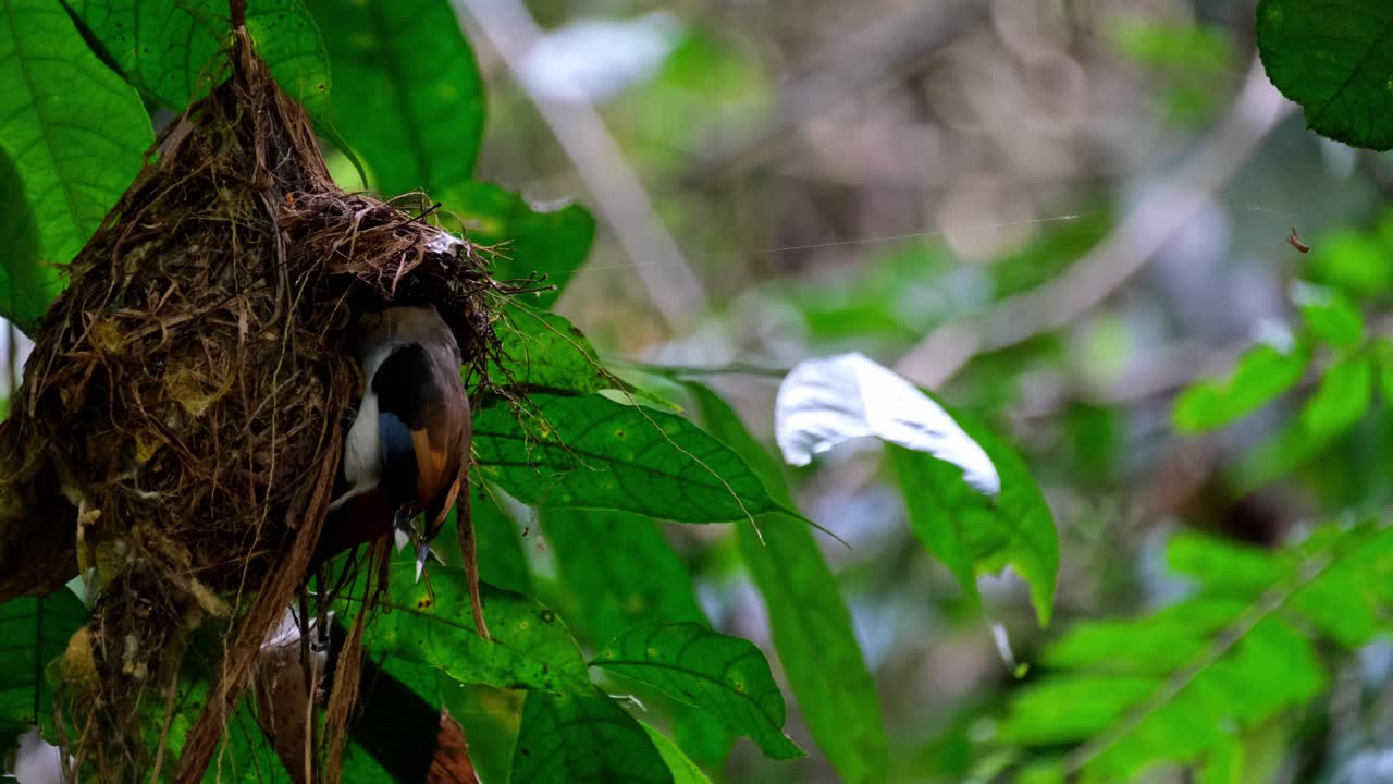 Premium stock video - Seen hanging on its nest with its head in the ...