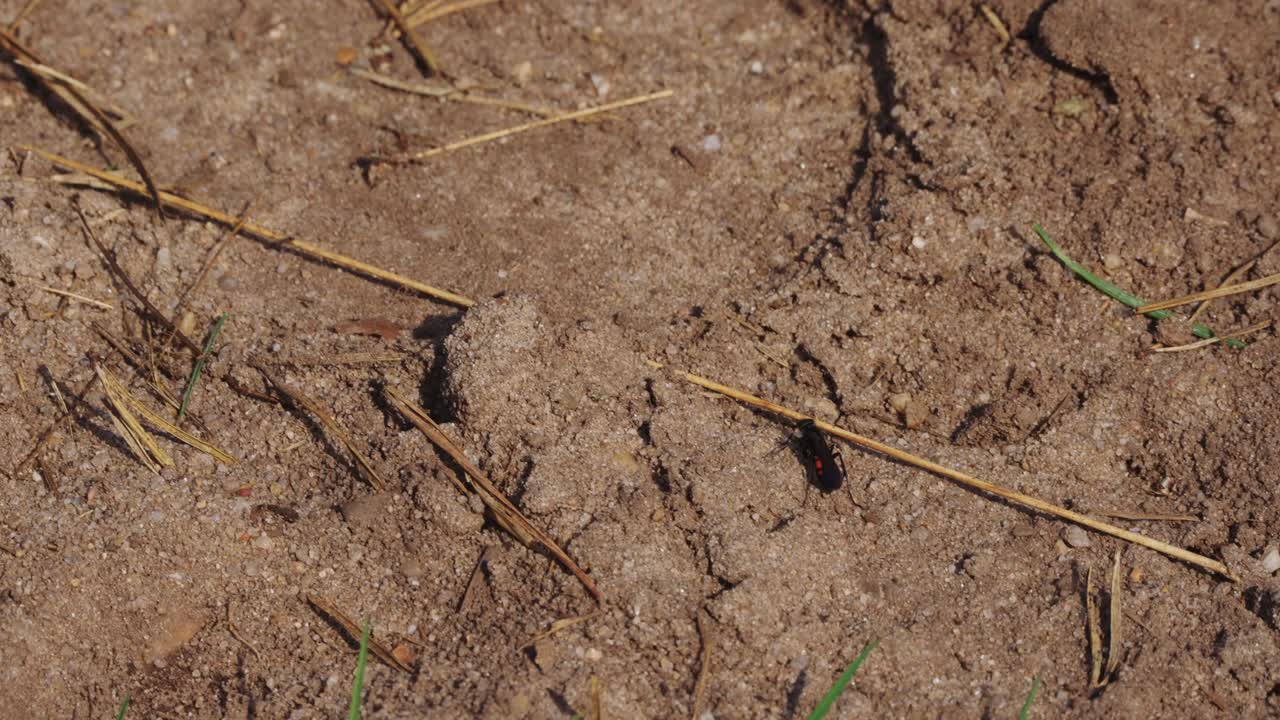 Tiny Beetle Bug With Red Abdomen Walking On Sandy Soil Ground ...