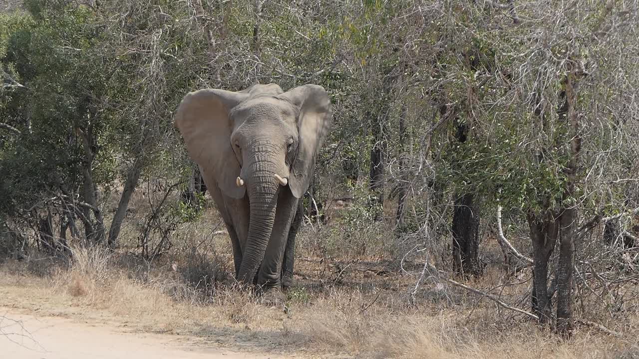 Vidéo de stock Premium - L'éléphant africain balance sa trompe et bat ...