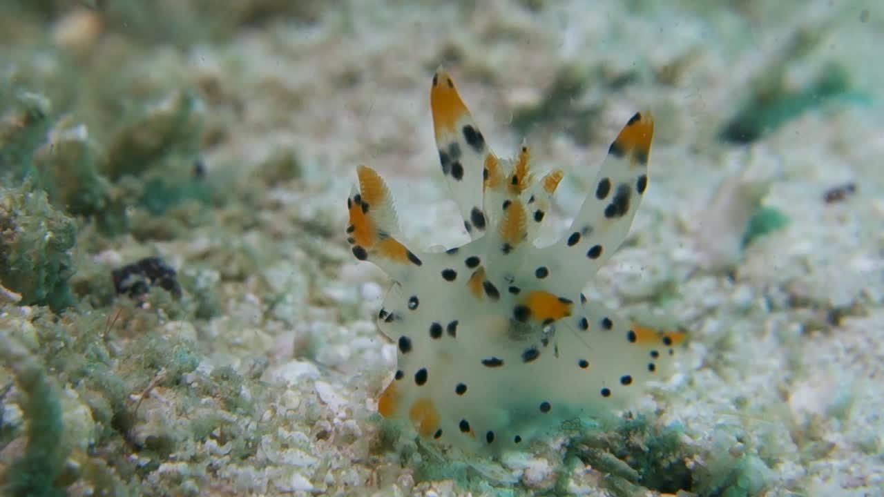 Premium stock video - Yellow black spotted pikachu nudibranch slug ...