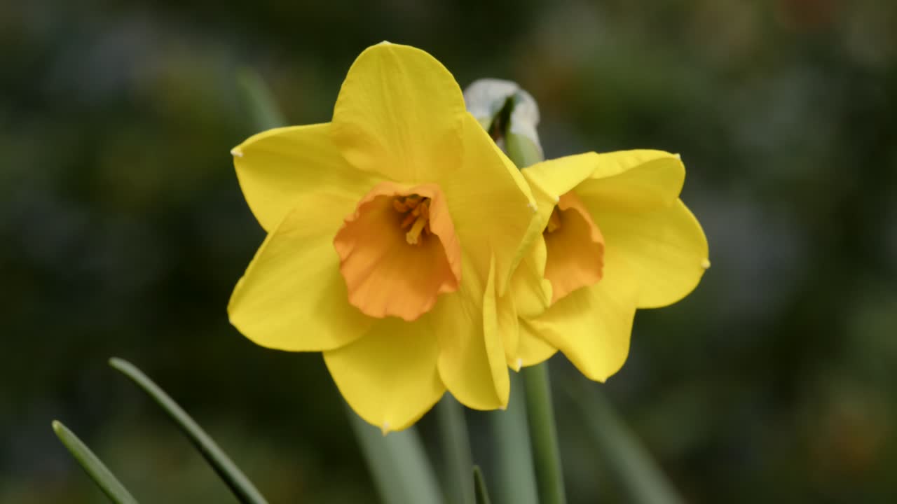 Two headed daffodil and narcissus trumpet flower Premium Stock Video ...