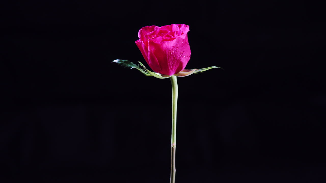 Rotating Pink Rose Flower With Wet Petals And Leaves Free Stock Video ...