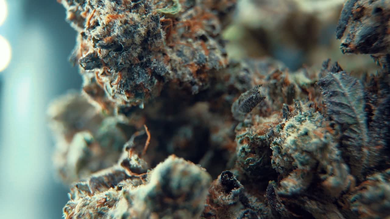 Premium stock video - A macro cinematic detailed shot of a cannabis ...