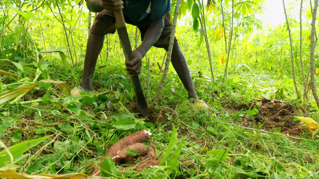 Black Male Farmer Harvesting Cassava Roots In Ghanese African Deep ...