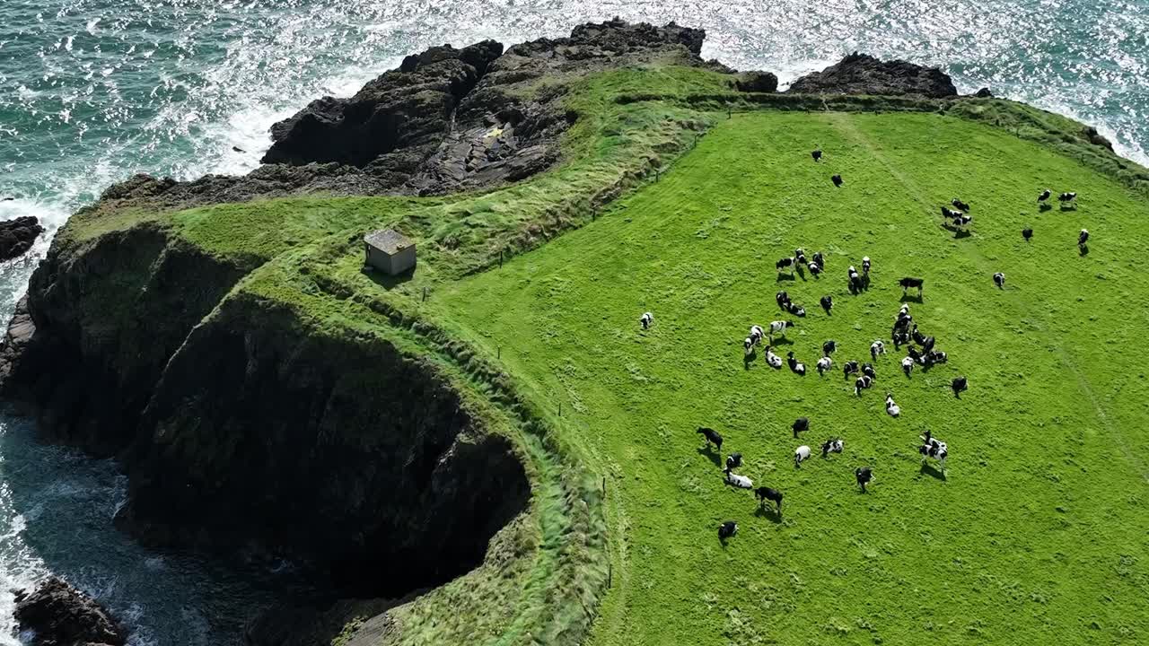 Premium stock video - Ireland coast cattle grazing on a exposed ...