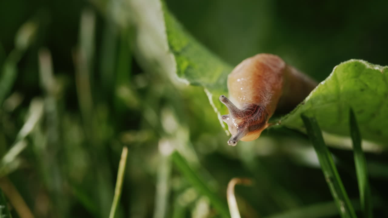 Amazing animal - slug crawls on green grass Premium Stock Video Footage