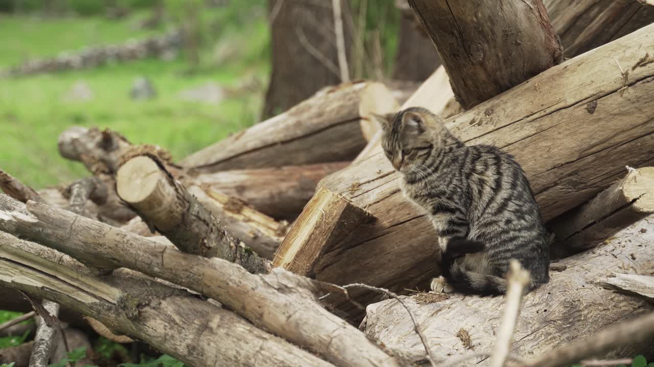 Cat on logs looking around and meowing in the nature Premium Stock ...