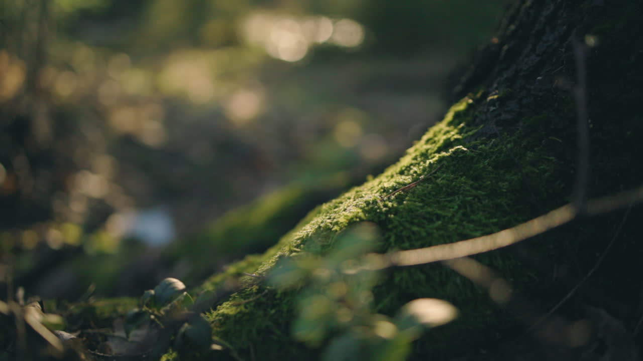 Premium stock video - Close up of fresh, green moss on a tree, in dark ...