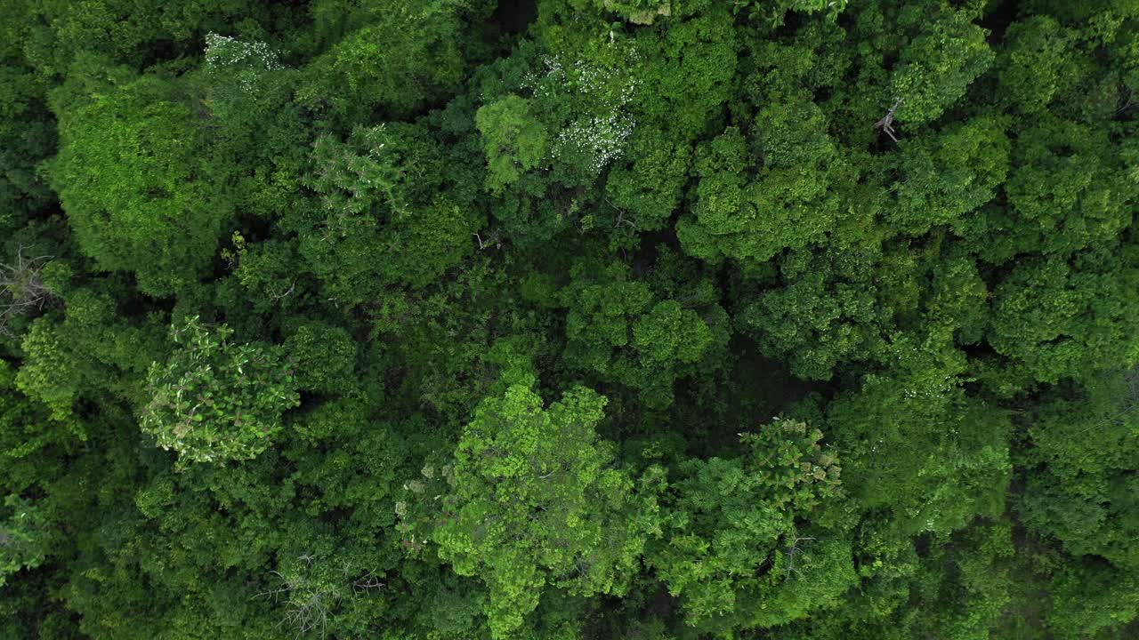 An Aerial Footage Of Rainforest From Above Free Stock Video Footage ...