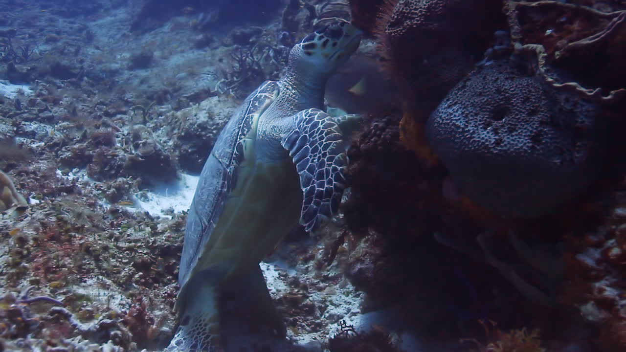 Premium stock video - Turtle dive 00