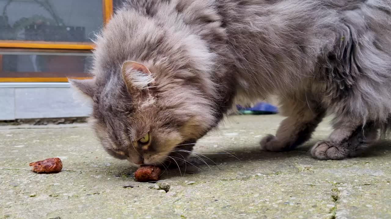 Persian cat licks the delicious meat and tries to bite it, gray fluffy ...