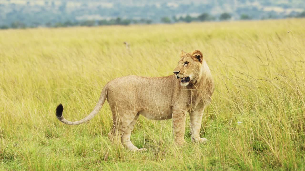 African Wildlife In Maasai Mara, Young Male Lion Prowling Walking ...