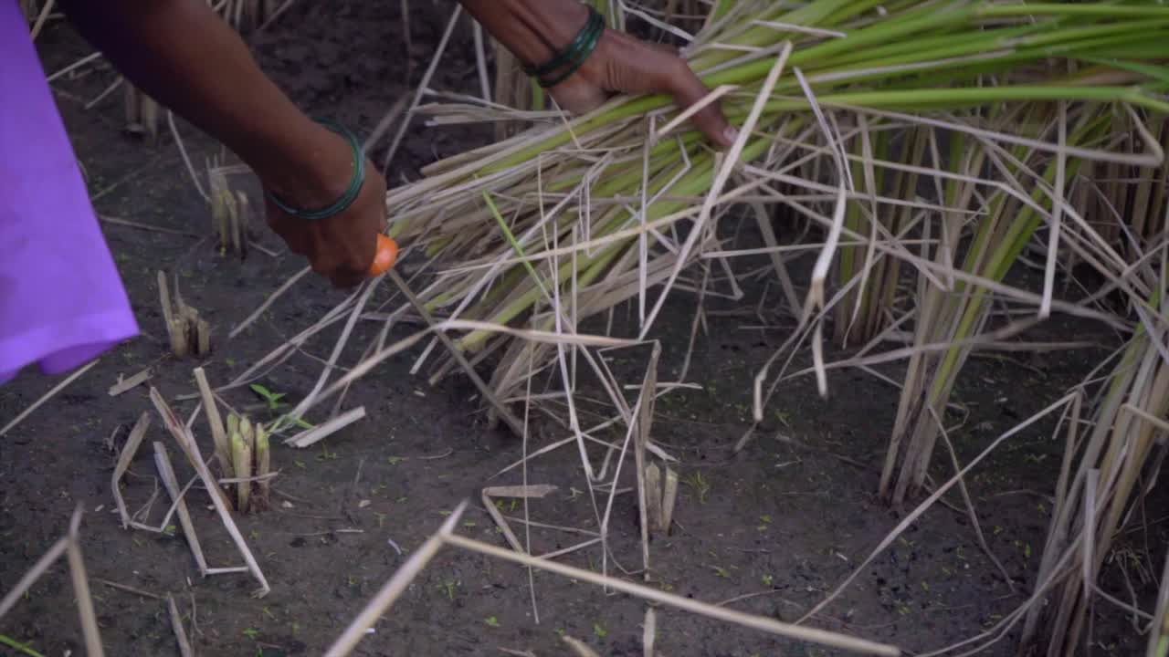 Women's In Maharashtra Cutting Crops Using Hand Tools Free Stock Video ...