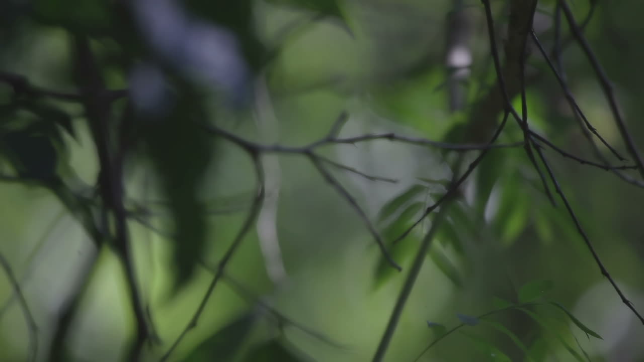 Free stock video - Forest focus 05