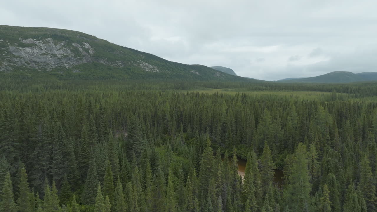 Incredible Aerial View Of Tall Trees In A Huge Forest Free Stock Video ...