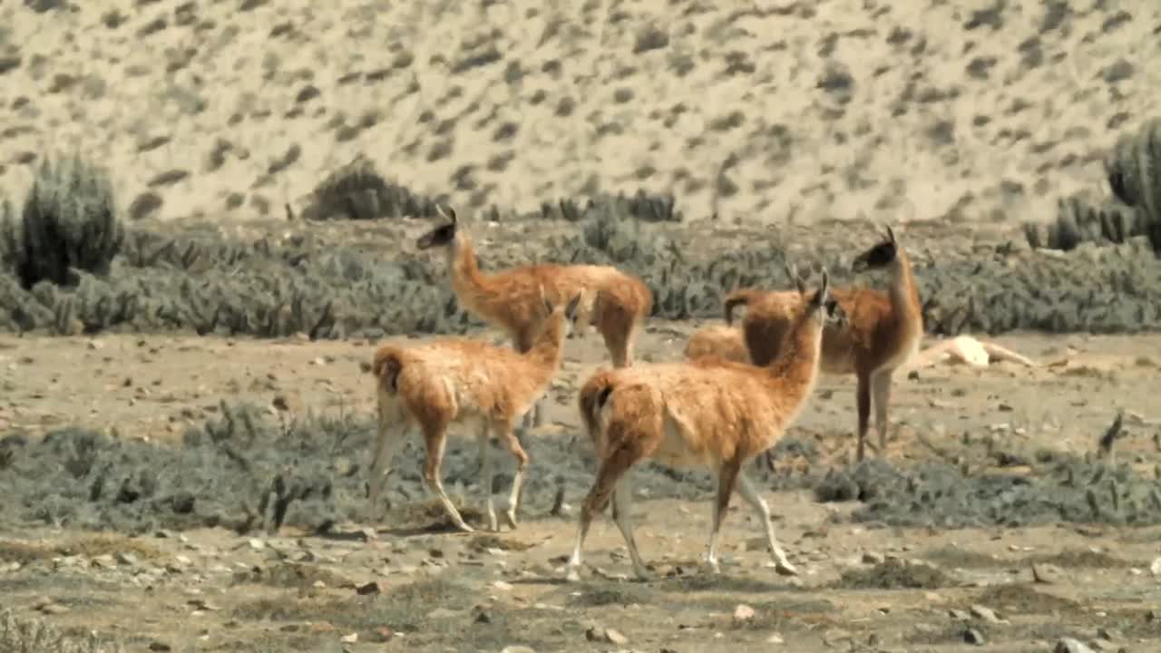 Vídeo Premium - Manada de guanacos en el desierto de atacama en chile