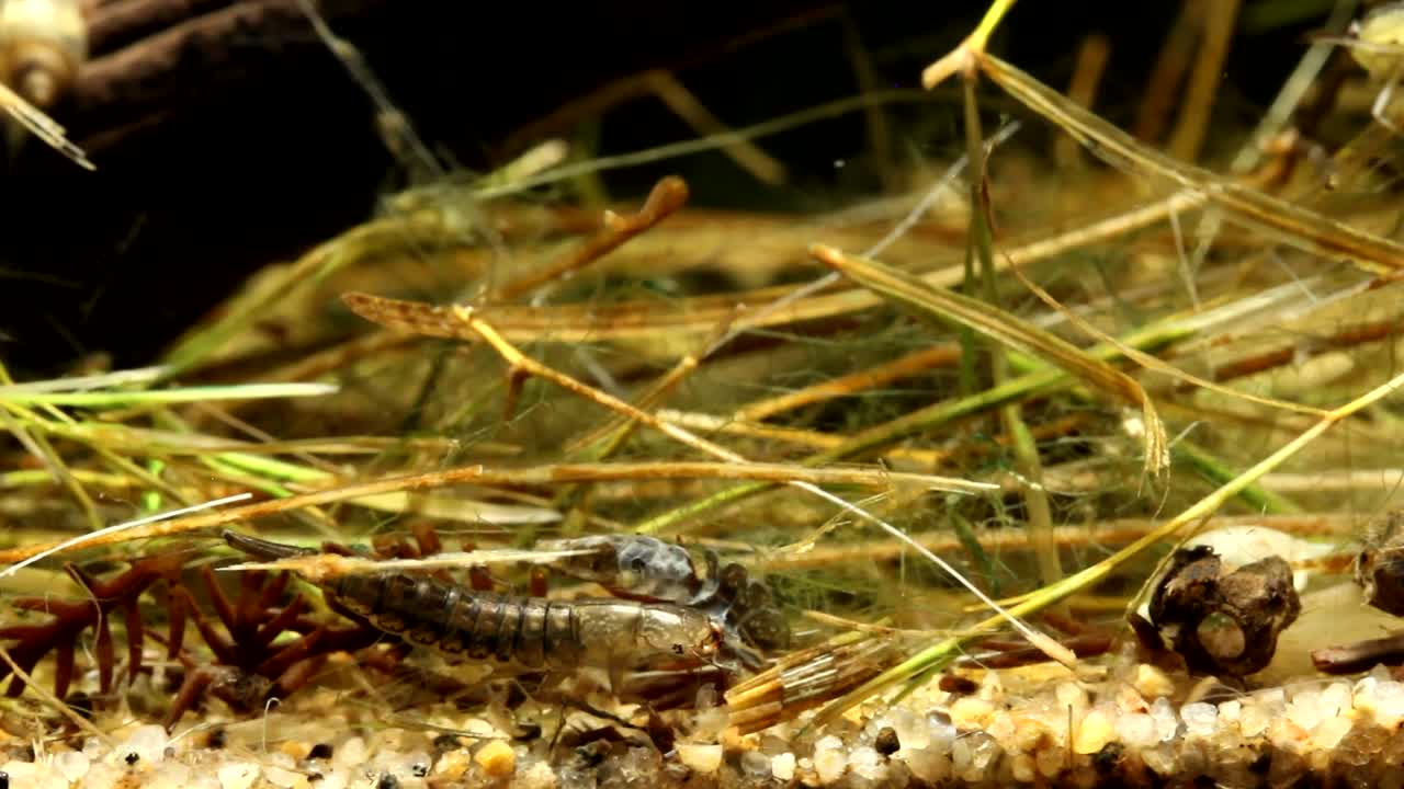 Aquatic Beetle Larva Crawling Around | Premium Stock Video Footage