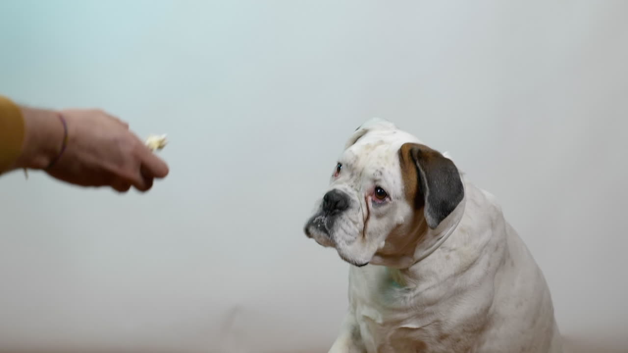 Studio shot white family boxer dog catching thrown popcorn in ...