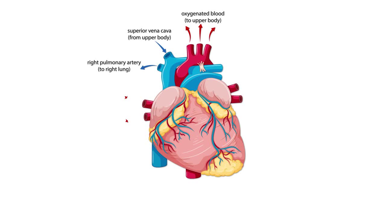 Animated diagram shows labeled human heart blood flow, highlighting ...
