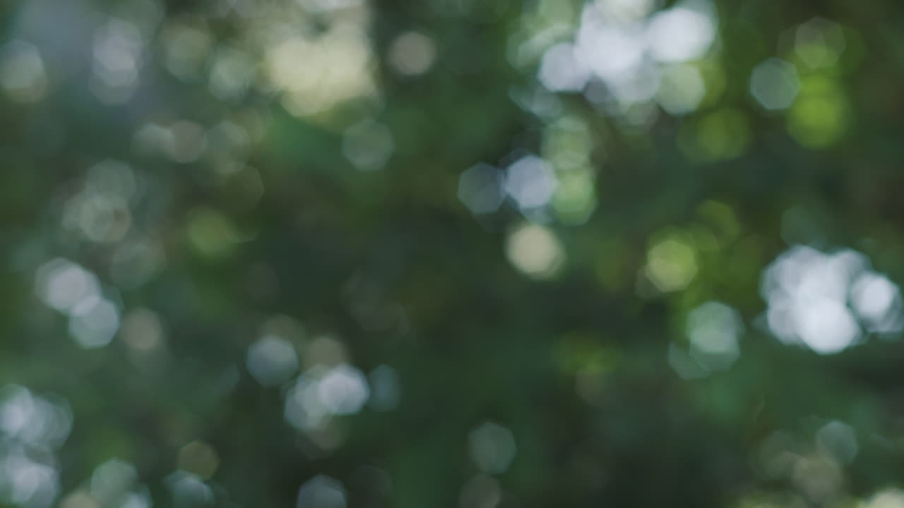 Out of focus background of trees Premium Stock Video Footage