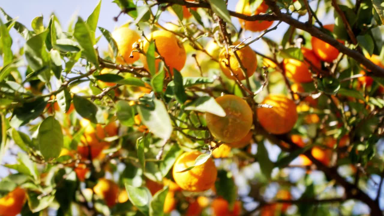 Premium stock video - Close up orange tangerine fruit growing on ...